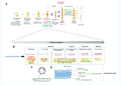 A Schematic Representation Of The Genes Involved In The Major Events In Download Scientific