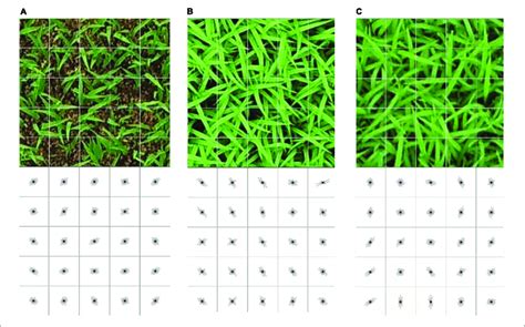 Visualization Of The Extracted Hog Features Of Different Seedling