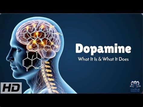 Dopamine Explained How It Controls Your Brains Reward System