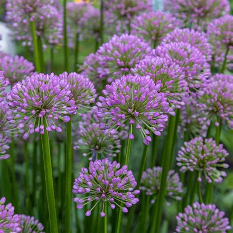 Allium Lusitanicum