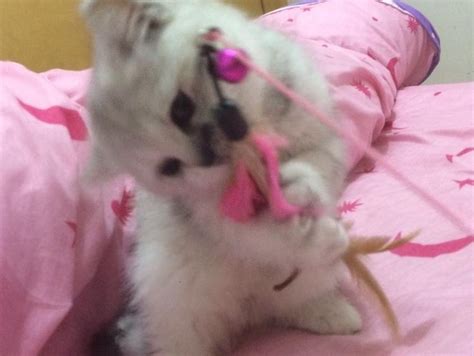 为什么有的猫卖那么贵有的那么便宜