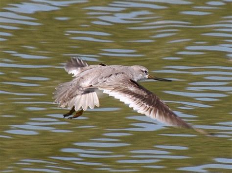 ソリハシシギ 2020 09 13 日本の野鳥識別図鑑