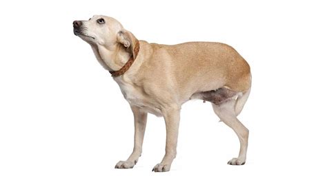 How Can I Help My Dog Recover From Amputation