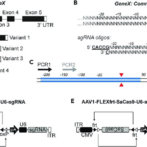 Designing Sgrnas For Cloning Into Aav Flex Sacas9 U6 Sgrna Or