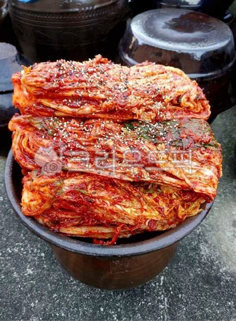 배추 김장 김치 장독대 항아리 사진이미지일러스트캘리그라피 Nepoto1작가