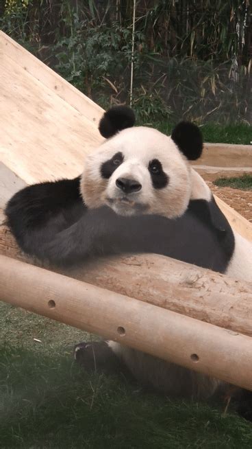 판다월드 초미남and초미녀 커플 인스티즈 Instiz 이슈 카테고리