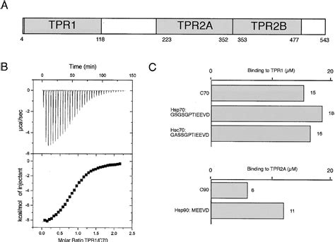 Structure Of Tpr Domainpeptide Complexes Cell