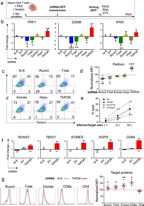 the transcription factors runx3 and thpok cross regulate acquisition of cytotoxic function by