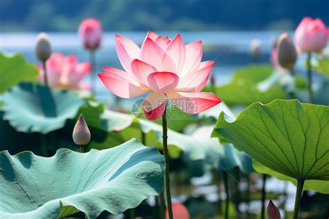 缤纷的莲花高清图片下载 正版图片600501393 摄图网