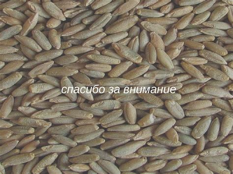 Кормовые качества зерна озимой ржи и приемы их повышения презентация онлайн