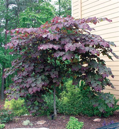 Cercis Forest Pansy 8 Pot Hello Hello Plants