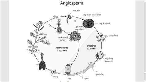 Biology Class 11th Angiosperm Youtube