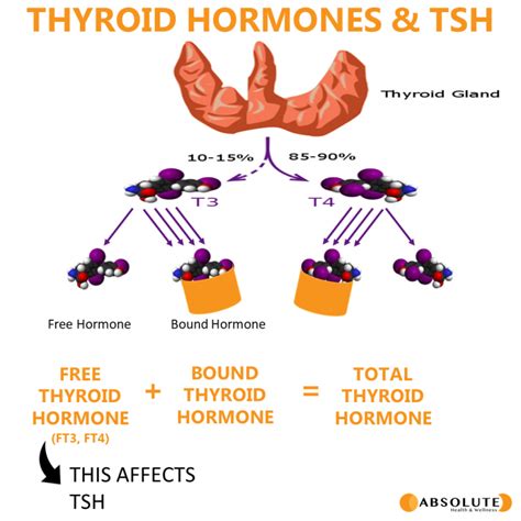 Confusing Thyroid Blood Work Consider Thyroid Binding Proteins