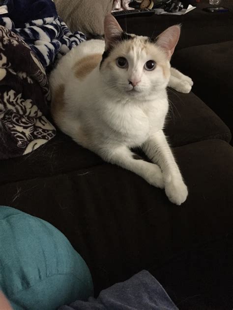 My Pretty Princess Rsupermodelcats