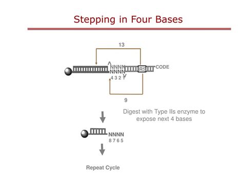 ppt massively parallel signature sequencing mpss powerpoint
