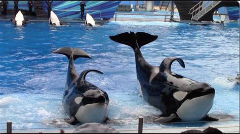 Orca Encounter Full Show At Seaworld Orlando January 17 2021 Youtube