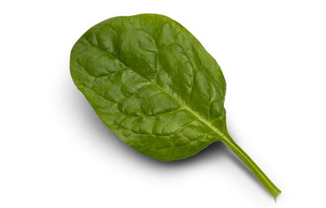 Espinaca Maya Gowan Semillas