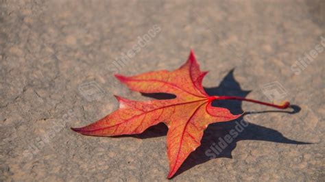 Fall Leaf Leaves Autumn Ground Plant Jungle Close Up Maple Fallen Powerpoint Background For Free
