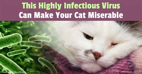 Feline Calicivirus A Common Respiratory Disease In Cats