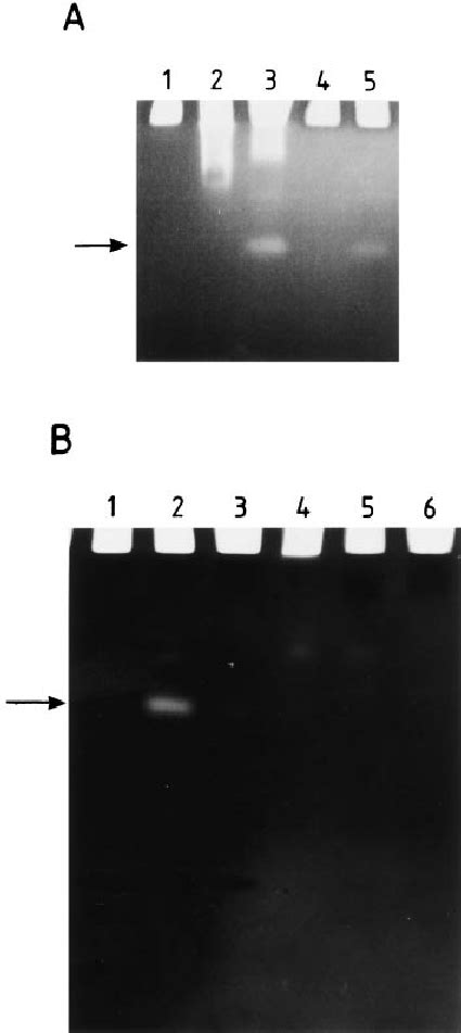 Detection Of The Periplasmic Nitrate Reductase Activity Of E