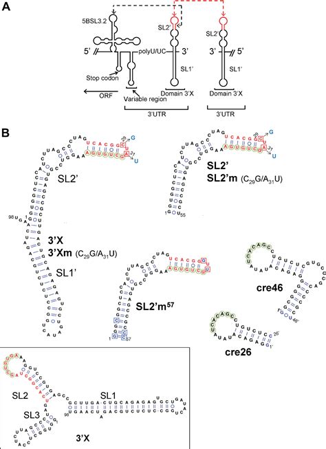 Figure 1 From An Unexpected Rna Distal Interaction Mode Found In An Essential Region Of The