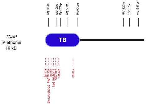 Schematic Representation Of Telethonin Shown As A Monomer With Variants