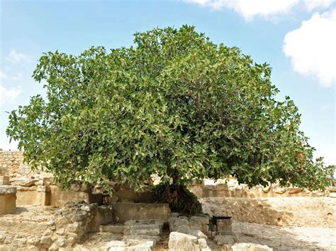 The Parable Of The Fig Tree Meaning Moral Lesson And Explanation Bible