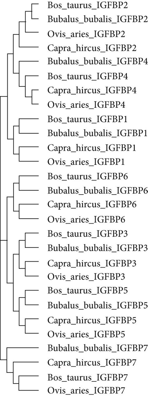 Phylogenetic Relationships Gene Structure Motif Patterns And Download Scientific Diagram