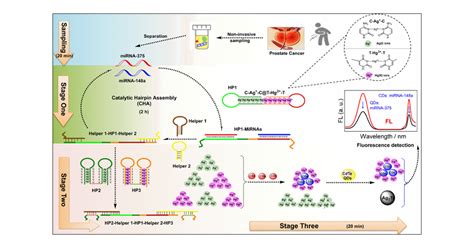 Nanoarchitectonics Assisted Simultaneous Fluorescence Detection Of Urinary Dual Mirnas For