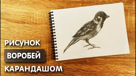 Как нарисовать воробья карандашом Рисунок для начинающих поэтапно Youtube