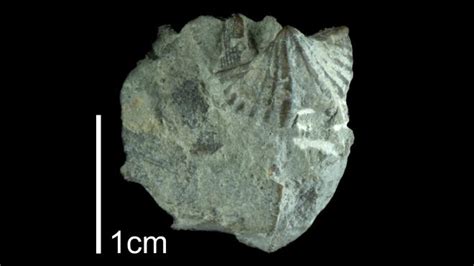 Cyrtina Hamiltonensis · Devonian Atlas Of Ancient Life