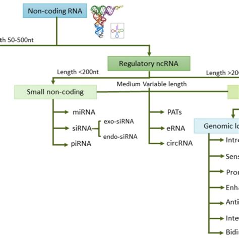 Non Coding Nc RNAs Classification Into Different Groups Based On Their