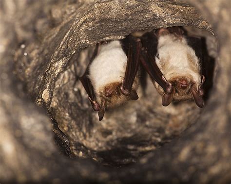 What Is Hibernation WorldAtlas