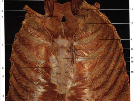 Exam 2 Thoraxrespiratory Anterior Thoracic Wall Anatomy Thorax