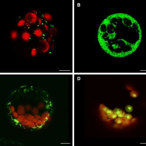 Transient Expression Of Gfp Fusion Proteins In A Thaliana Protoplasts