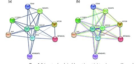 String Network Analysis Of The Protein Protein Interactions Among 10