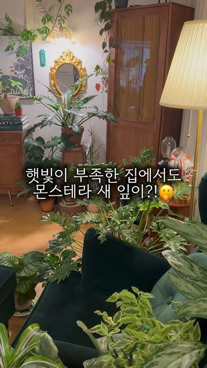 햇빛이 부족한 서울 구축빌라에서 몬스테라 키우기 Monstera 몬스테라 그늘집 햇빛 Youtube