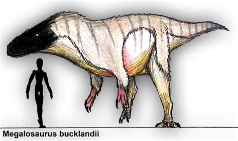 Megalosaurus Bucklandii By Plastospleen On Deviantart