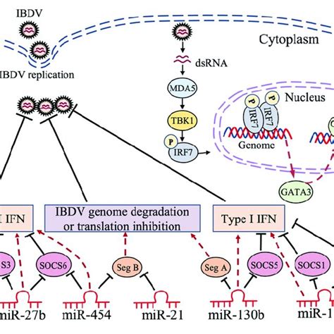 Schematic Diagram Of The Roles Of Non Coding Rna In Host Response To