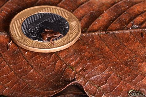 The Brazilian Flea Toad Might Be The Worlds Smallest Vertebrate