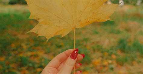 가을 가을 단풍 가을 색 가을 설정 가을 시즌 계절 계절 변화 계절성 나무 나뭇잎 노란 잎 녹색 배경