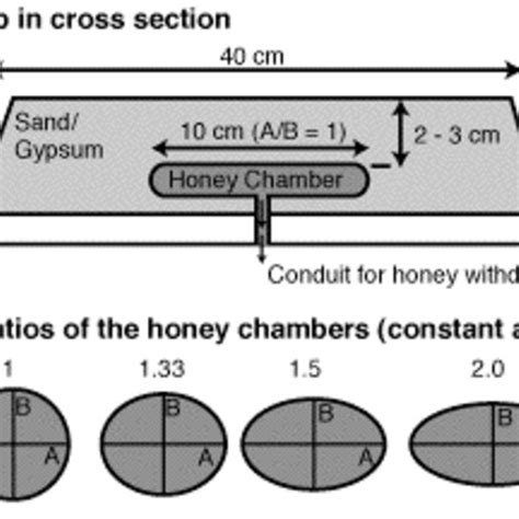 Sketch Cross Section Of Experimental Set Up Download Scientific Diagram