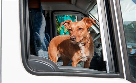 Taking Your Dog On A Road Trip Naturo Pet Foods
