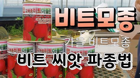 가을 비트모종 씨앗 파종법 비트 재배법 비트 심는시기 Youtube