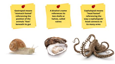 Examples Of Echinoderms