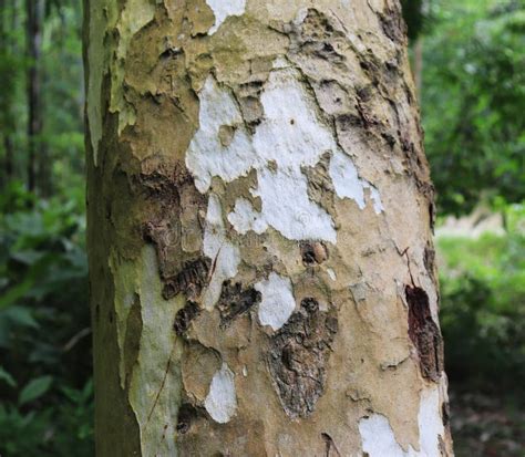 Tree Bark Texture The Body Of The Tree Stock Photo Image Of Beautiful Bark 165096954