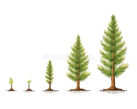 Illustration Showing The Growth Stages Of A Conifer Tree From A Small