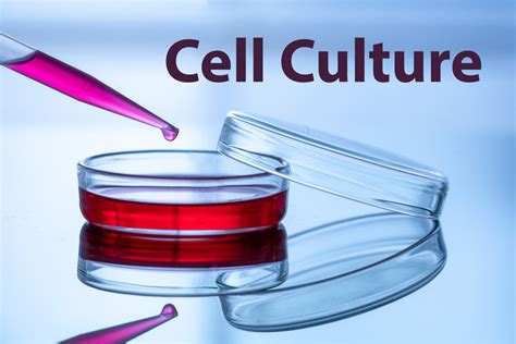 What Is Cell Culture And How Has It Evolved Virology Research Services