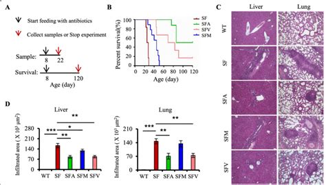 Antibiotics Increase Survival And Inhibit Inflammation In Scurfy Mice