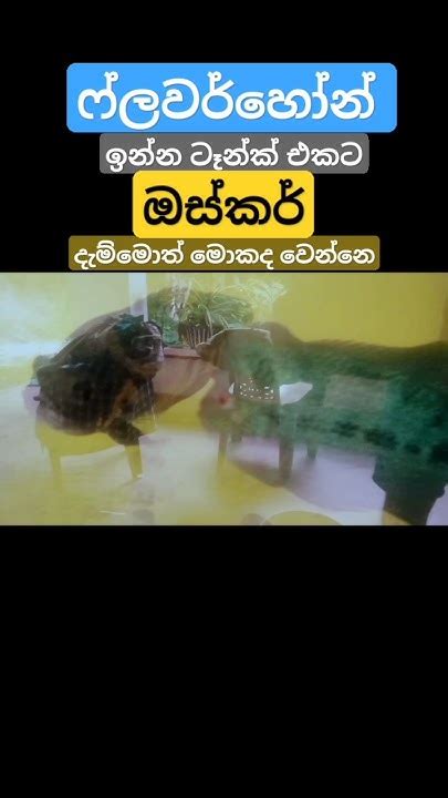 ෆ්ලවර්හෝන් එක්ක ඔස්කර් හදන් පුලුවන්දමේක බලලම තීරනේ කරන්න😂 Viral Foryou Malupisso Fd2cp